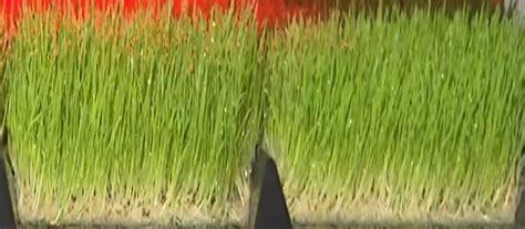 새싹보리의 영양 효능과 부작용 건강 생활