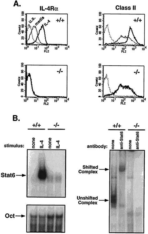 Il 4r Is Not Expressed In Targeted Mice A Il 4r Expression And