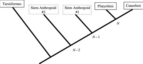 Cladogram Showing The Phylogenetic Position Of Stem Anthropoids Between