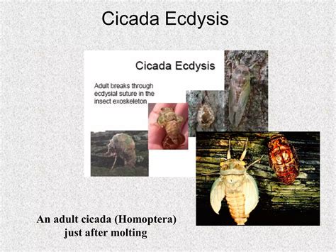 Pra Embryonic And Post Embryonic Development In Insect Pdf