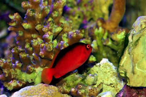 Flame Hawkfish 101 Diet Mates Setup Care And Breeding