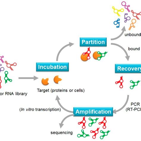 Schematic Illustration Of Exponential Enrichment Selex Download