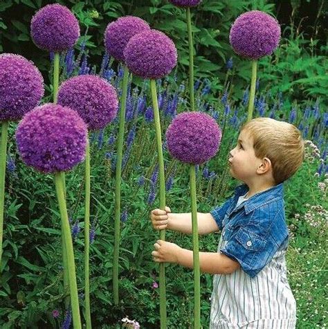 ornamental plant Picture - More Detailed Picture about 100pcs Exotic ...