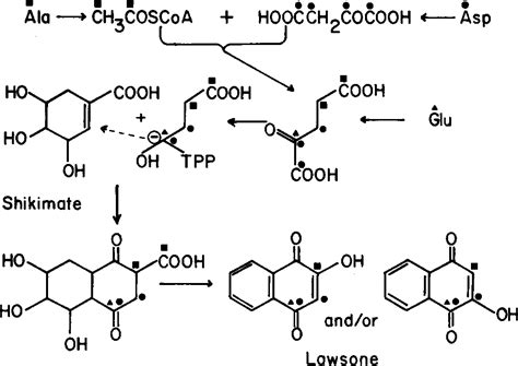 Figure 4 From Biosynthesis Of Vitamin K Menaquinone In Bacteria Semantic Scholar