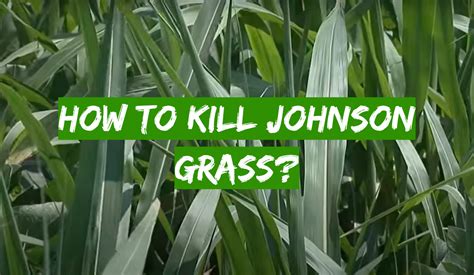 Best Spray For Johnson Grass At Lachlan Legge Blog
