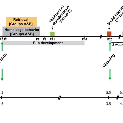 Experimental Timeline Timeline Showing The Sequence Of Events And