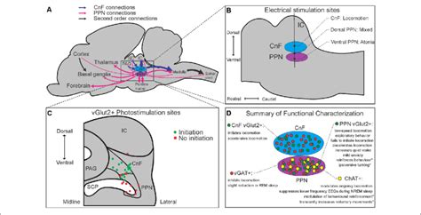 Anatomical Neurochemical And Connectome Based Characterizations Of