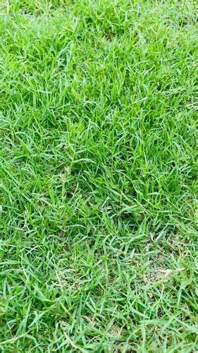 Bermuda Green Grass For Decoration Packaging Type Loose At ₹ 8sq Ft