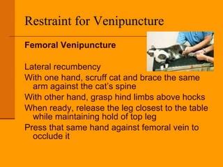 Cats I Behavior And Restraint Of Cats Ppt