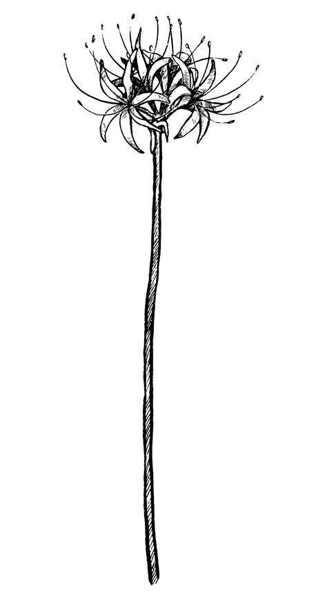 Red Spider Lily Drawing
