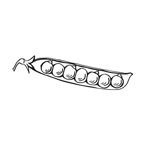 Pea Pod Sketch Hand Drawn Illustration Converted To Vector Organic