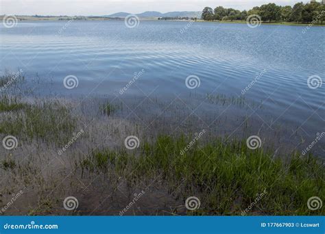 Green Grass Growing In The Shallow Water Of Midmar Dam Stock Image