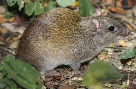 46 Different Types Of Rodents With Pictures And Identification