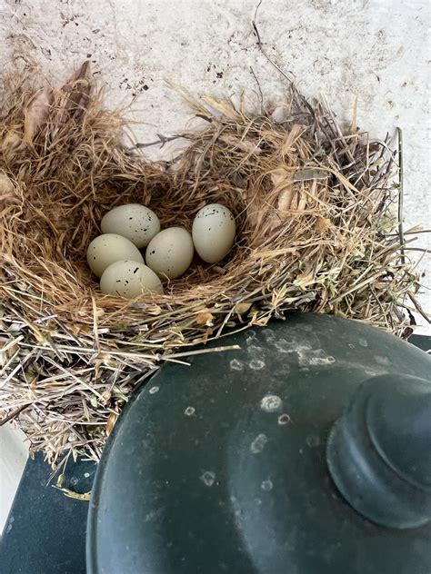 Bird Eggs Identification For Tennessee Usa Ranimalid