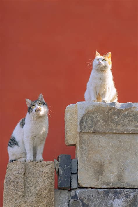 正月初五迎财神发一组红色旺运猫猫