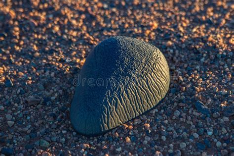 Sedimentary Pebble Eroded With Deep Furrow Pattern Like Brain Convolution Stock Image Image Of