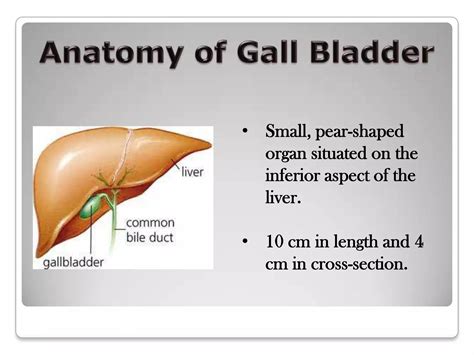 Histology Of Gall Bladder Pptx
