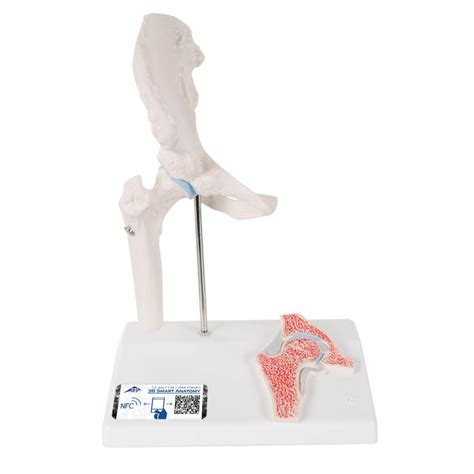 Mini Human Hip Joint Model With Cross Section 3b Smart Anatomy Sem