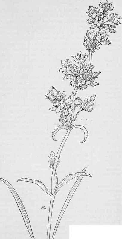 Small Columbo Frasera Nitida Bluish White Summer Cal Oreg