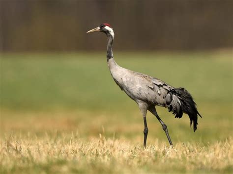 26 Largest Birds In California By Weight Length Wingspan