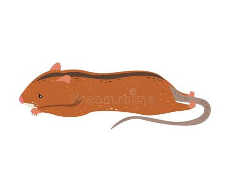 Mouse Lying Back Stock Illustrations 33 Mouse Lying Back Stock