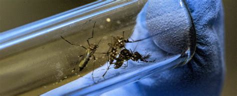The First Genetically Modified Mosquitoes Have Just Been Released In