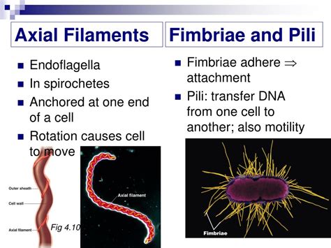 Ppt Ch 4 Functional Anatomy Of Prokaryotic And Eukaryotic Cells