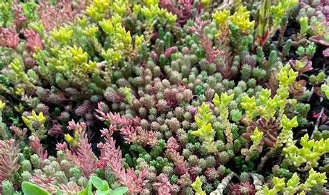 Sedum Stonecrop Seeds 50 Mix Ebay