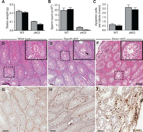 phenotypic analysis of dgcr8 and dicer cko males download scientific