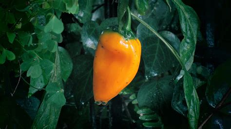 Kirschpaprika Chili Anbau Scoville And Verwendung