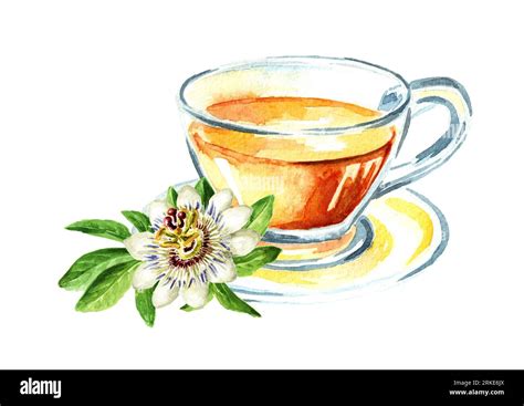 Herbal Tea With Fresh Passiflora Plant Passion Flower Hand Drawn