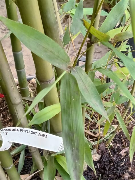 Phyllostachys Aurea Bambou Doré Traçant Fiche And éradication