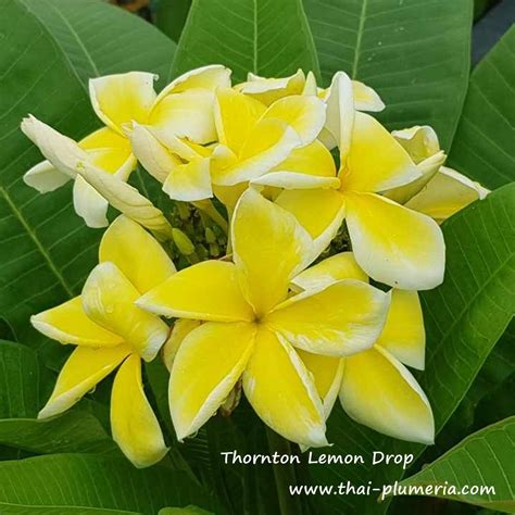 Plumeria Plant Thornton Lemon Drop