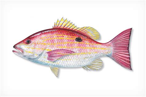Lane Snapper Taste
