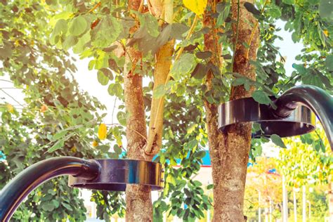 The Importance Of Tree Cable Installation For Tree Health Complete