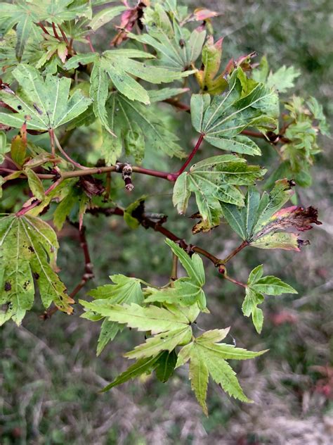 Acer Palmatum Tiny Tim Poppins Plants