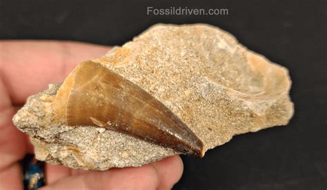 Authentic 152 Mosasaur Tooth In Matrix Fossil Driven