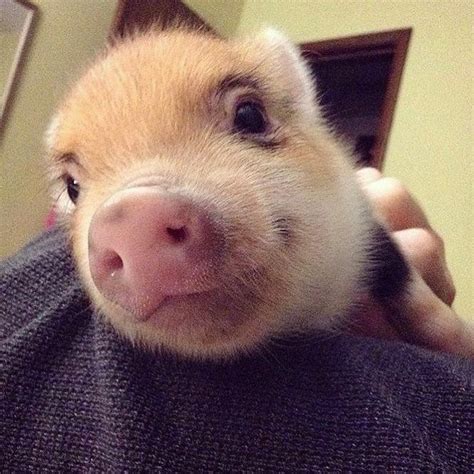 Meet Bart The Adorable Pig 105k Likes On Instagram
