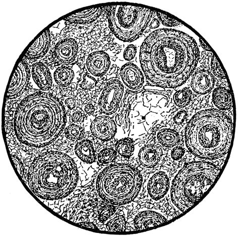 Jurassic Oolite Clipart Etc