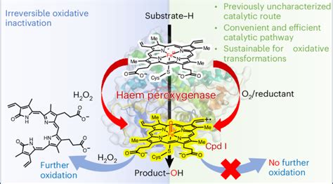 由 O2小分子还原剂对介导的血红素过加氧酶中的有效催化途径，适用于可持续应用nature Catalysis X Mol