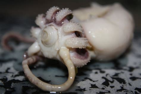 Small Cuttle Fish 2 Free Photo Download Freeimages