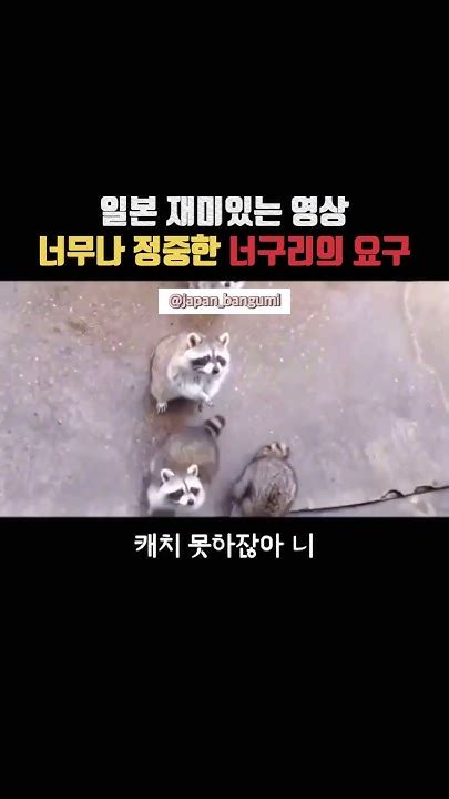 정중한 너구리 라쿤 일본방송 일본예능 Youtube