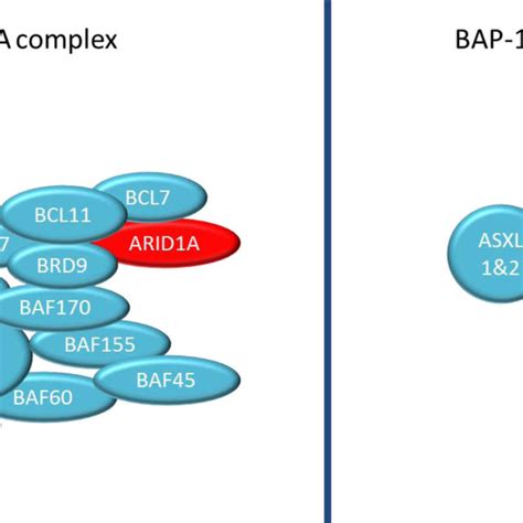 Chromatin Remodeling Complex Dna Is Packaged In Chromatin To Allow 1 8 Download Scientific