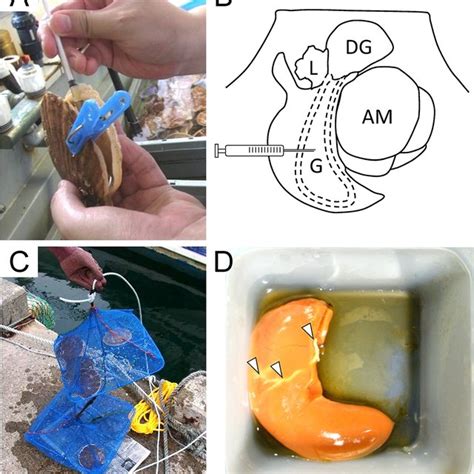 Sex Ratio Of Scallops After Py Gnrh Administration During 6