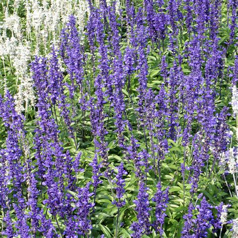 Salvia Farinacea Rhea Blue Schneider Bv Schneider Young Plant And