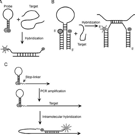 Outline Of Different Assays Using Molecular Beacons A Molecular