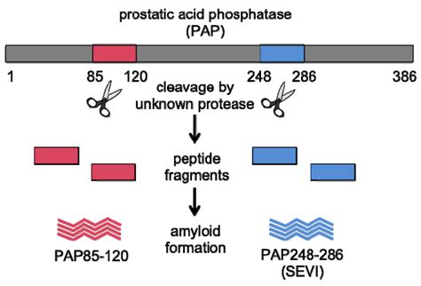Biology Special Issue Structural And Molecular Biology Of Hiv