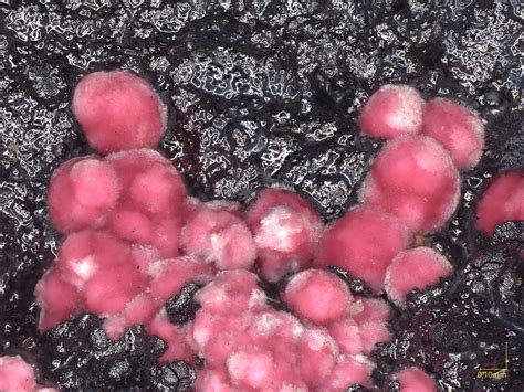 E Rocks Mineral Auctions