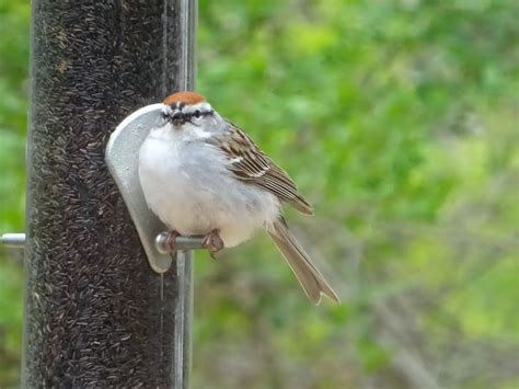 This Absolute Unit Of A Chipping Sparrow Scrolller