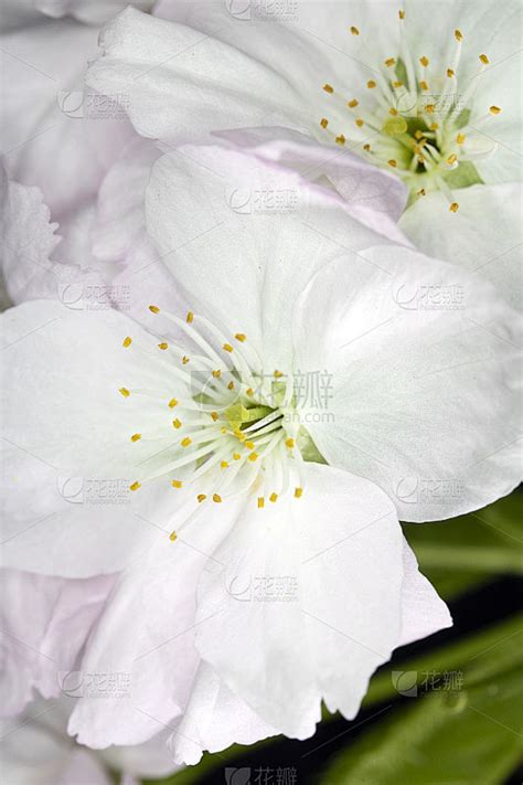 近距离微距的白树花